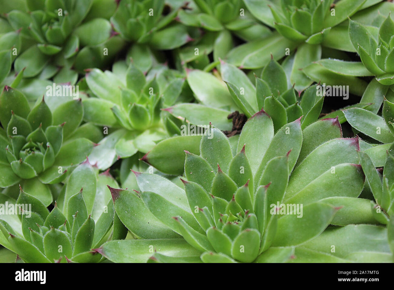 Sempervivum tectorum houseleek flowers hi-res stock photography and ...