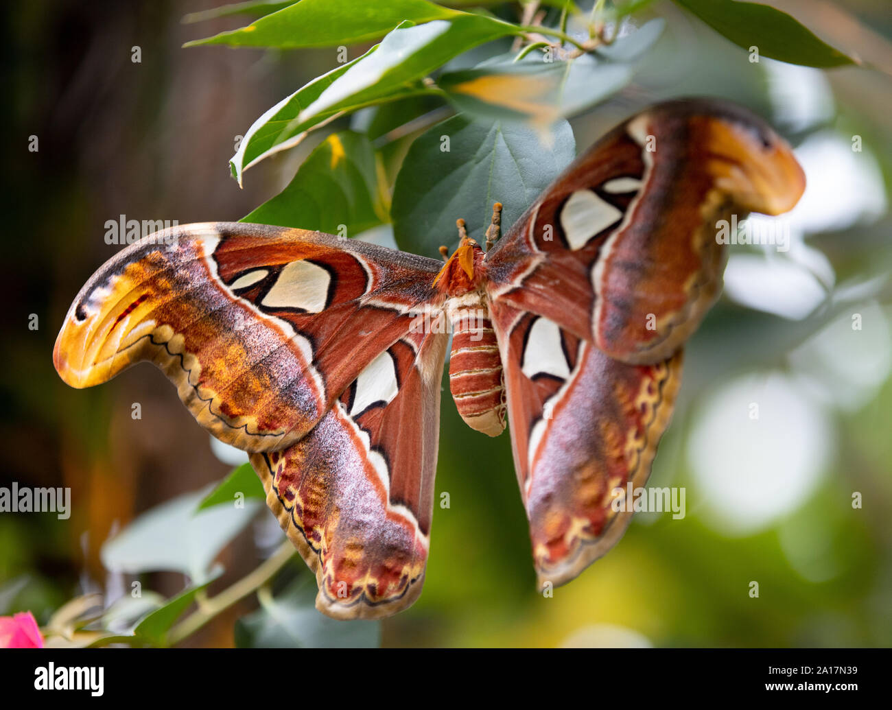 Female hawk moth hi-res stock photography and images - Alamy