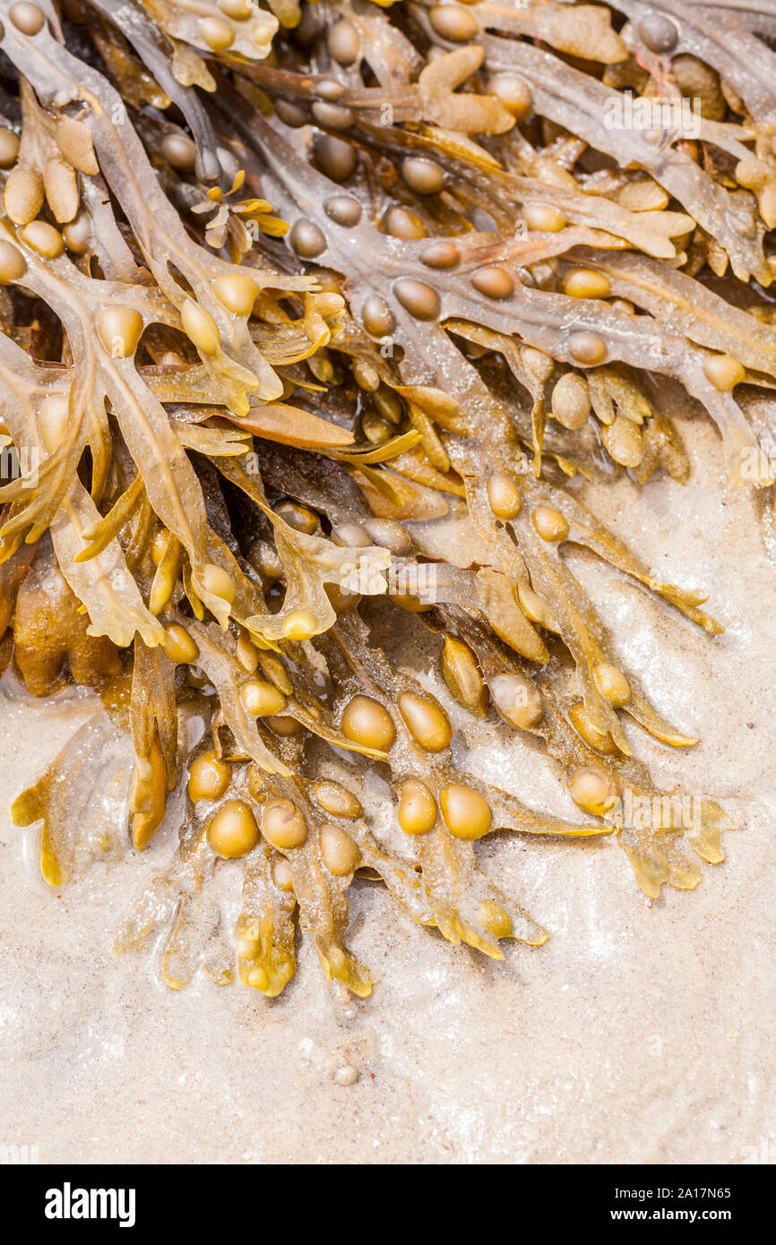 Seaweed clump hi-res stock photography and images - Alamy