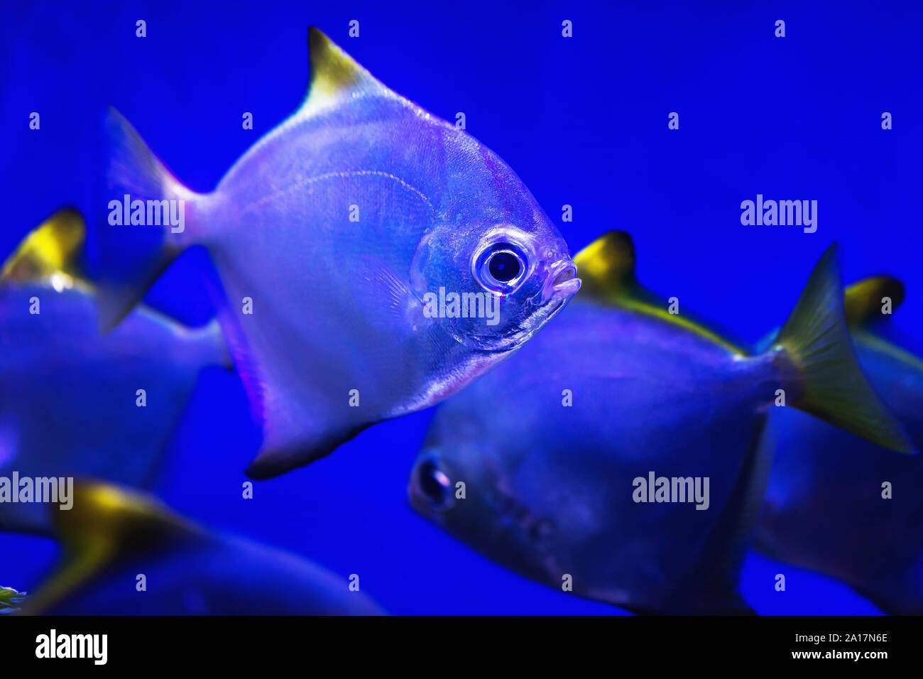 Beautiful reef fish with yellow fin, close-up Stock Photo - Alamy