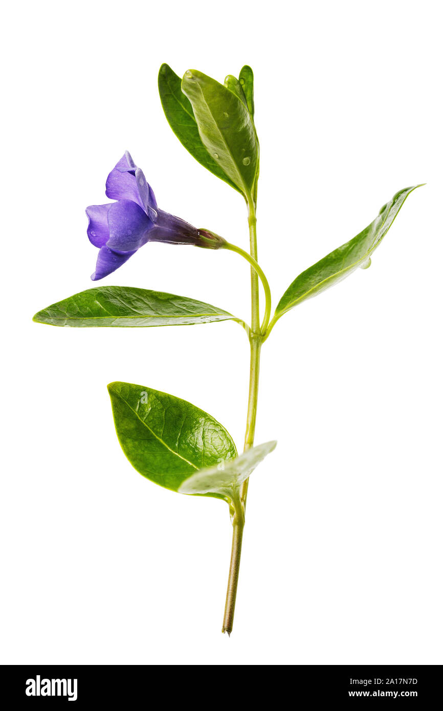 Blooming periwinkle isolated on white background. Medicinal plant from ...