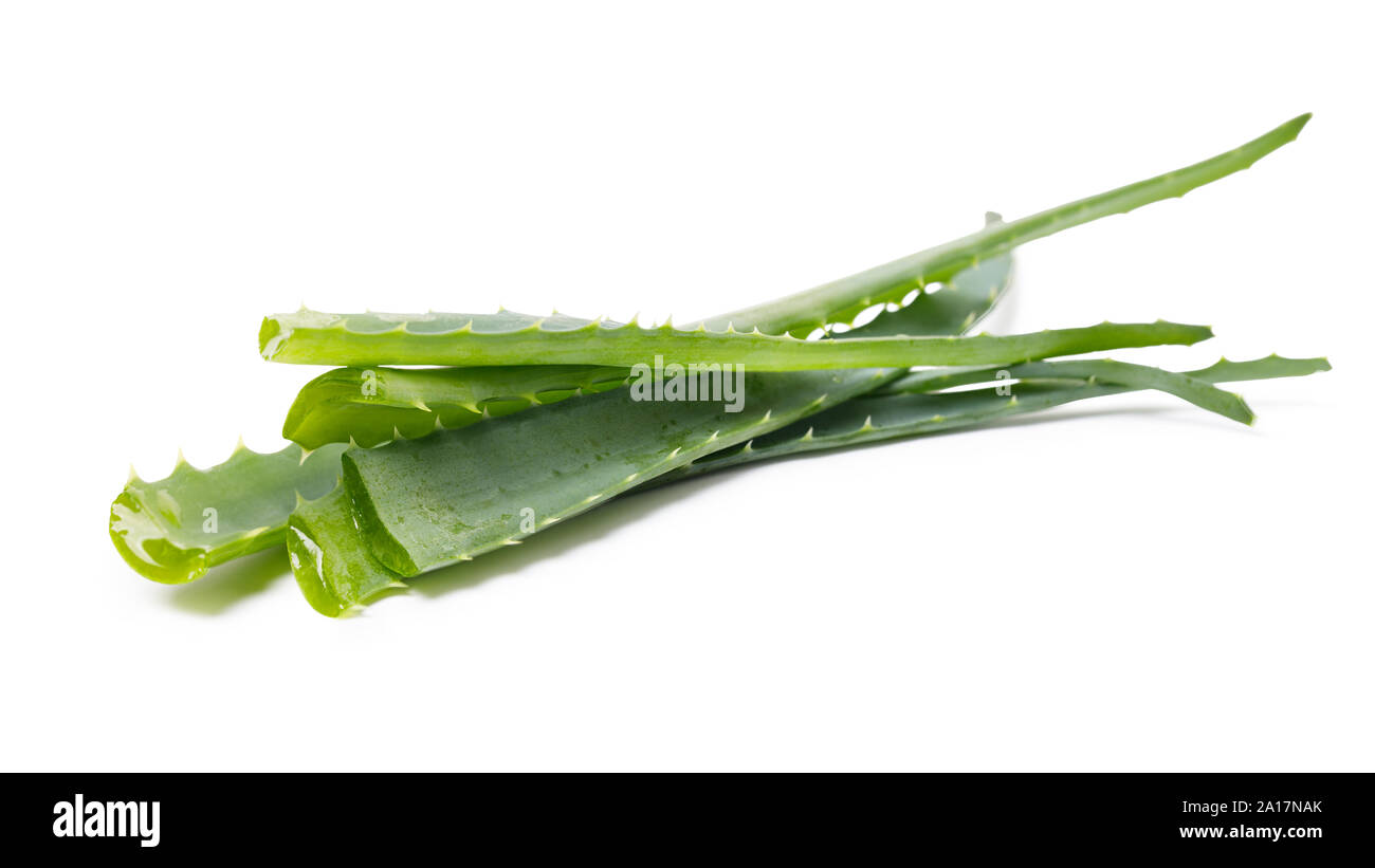 Aloe vera isolated on a white background. Several branches of a ...