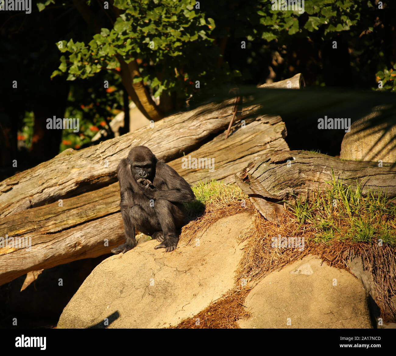 Gorilla habitat conservation hi-res stock photography and images - Alamy