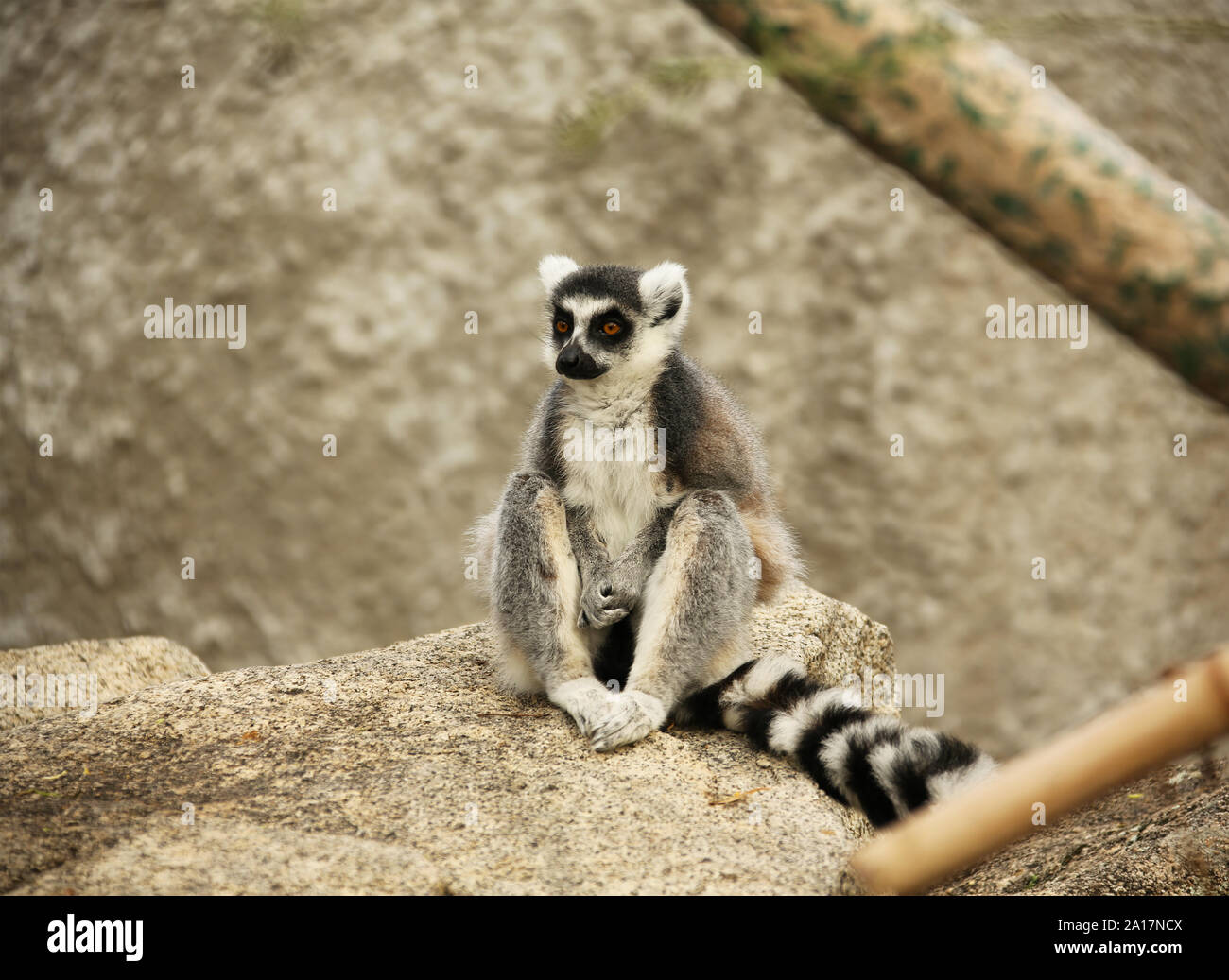 Wet nosed primates hi-res stock photography and images - Alamy