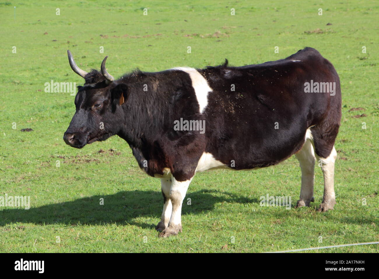 Breton Pie Noire cow in a field in Brittany Stock Photo - Alamy