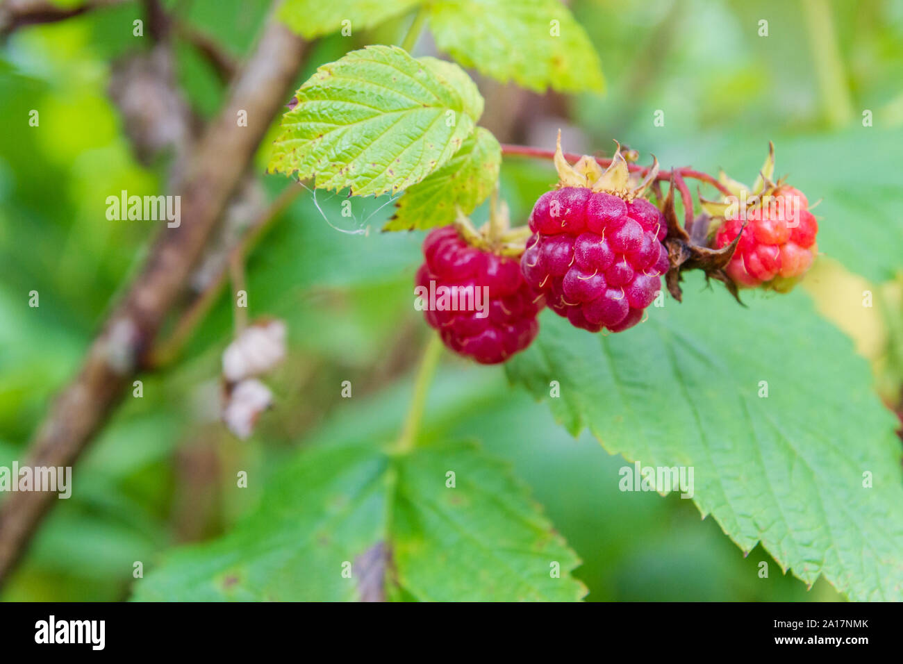 Ripe red raspberries ripen on the Bush in summer Stock Photo - Alamy