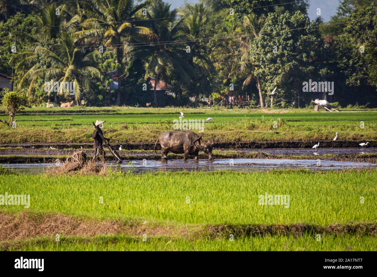 Hard work in rice field on Mindanao in the Philippines Stock Photo - Alamy