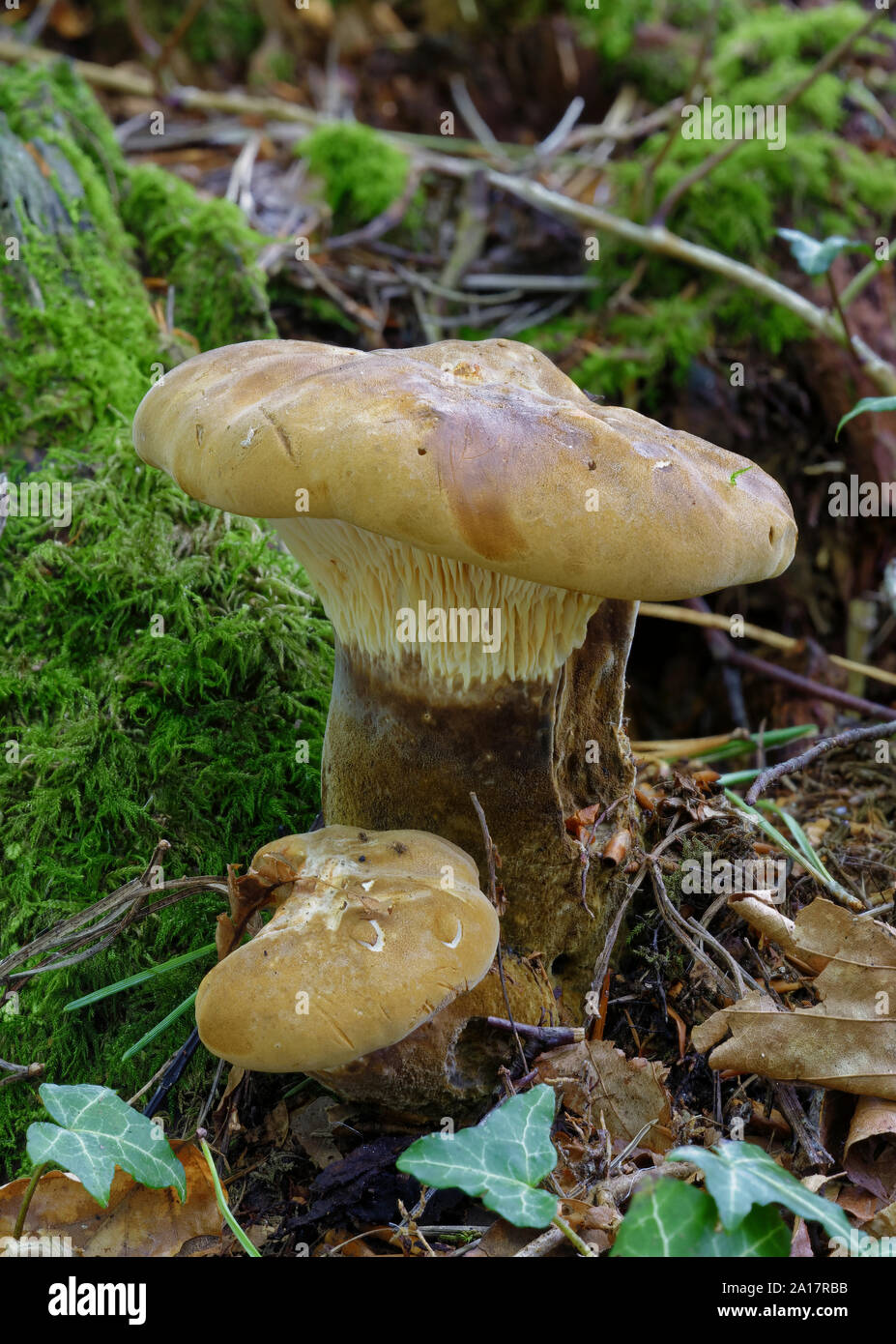 Velvet Rollrim - Tapinella atrotomentosa A Fungus of Pine Woodlands ...