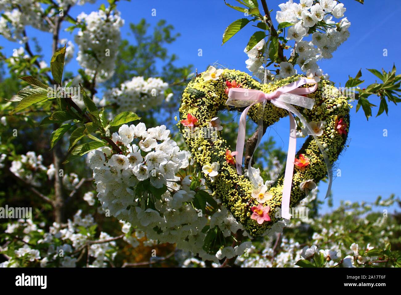The picture shows a heart in the blossoming cherry tree Stock Photo - Alamy
