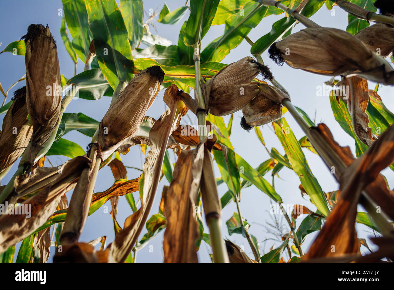 Fresh corn cob on tree hi-res stock photography and images - Alamy