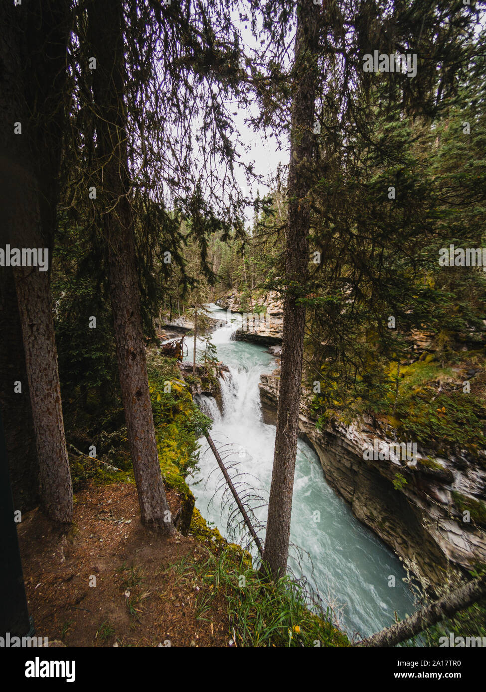 A river rushing through a canyon in the forest in Banff National park ...