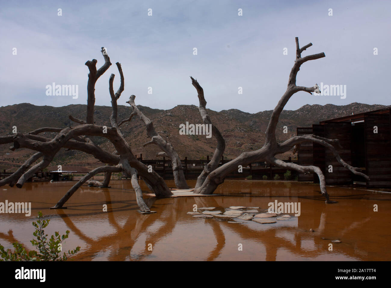 Rural landscape with still life of dry tree trunk accompanied by its ...
