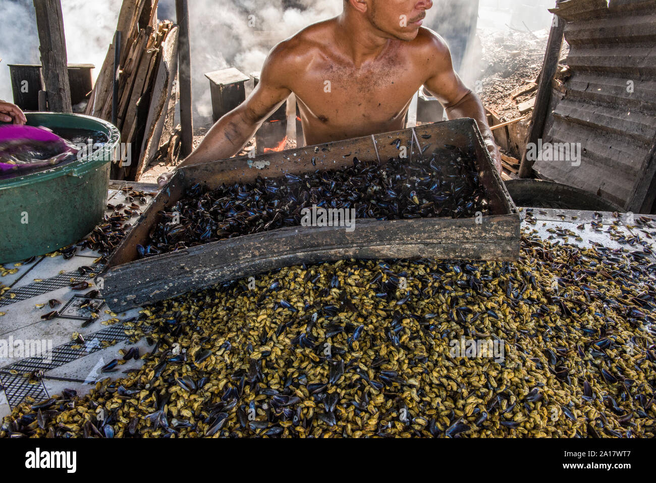 Man sieving and cleaning clams Stock Photo - Alamy