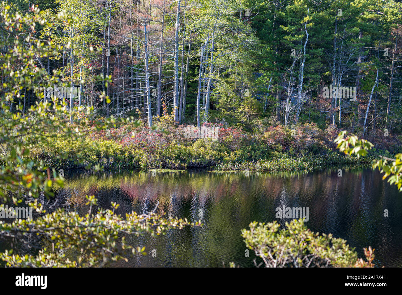 First hints of fall color in leaves around small pond Stock Photo - Alamy