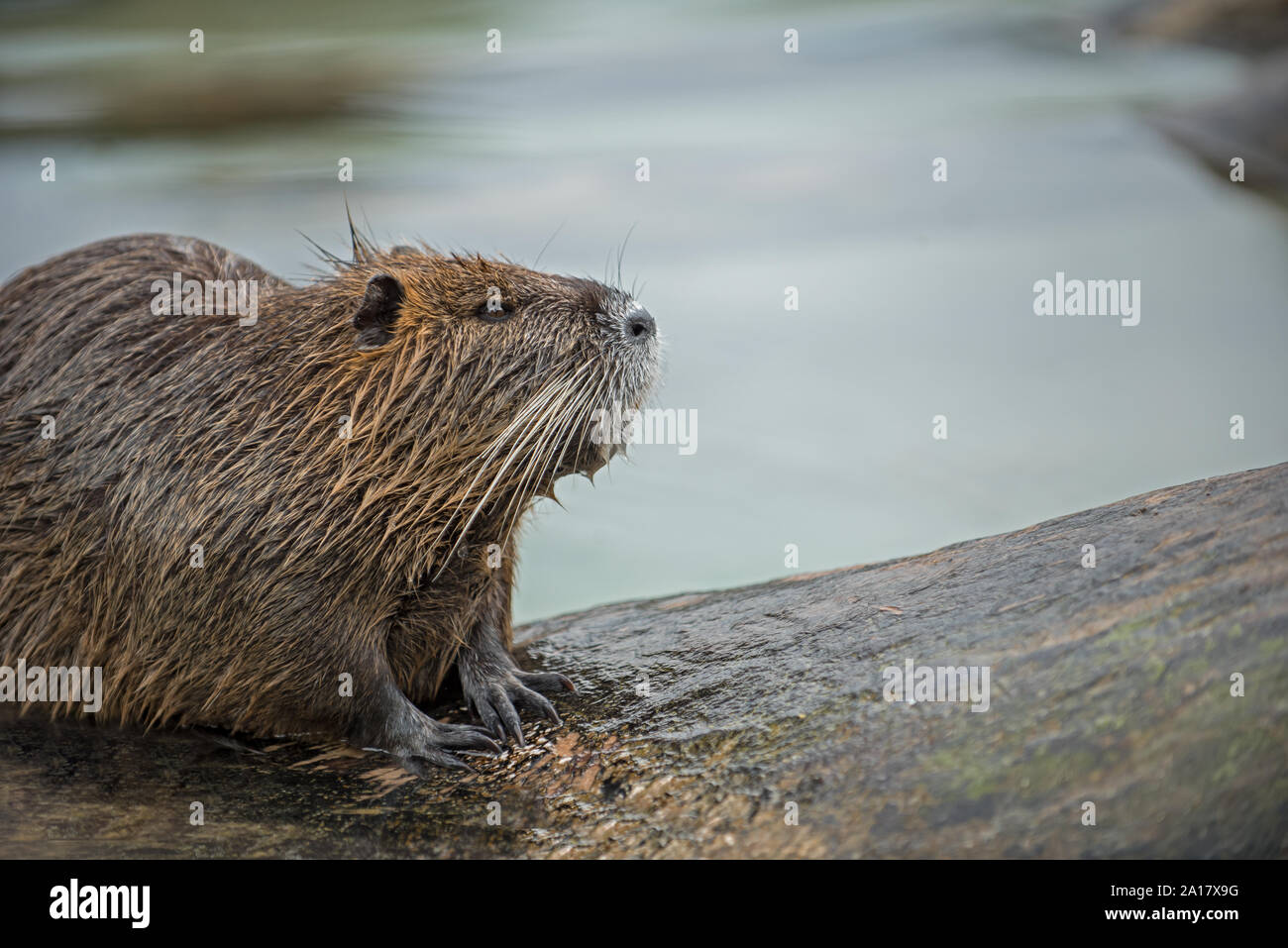 Cute nutria sitting on a brunch in the water Stock Photo - Alamy