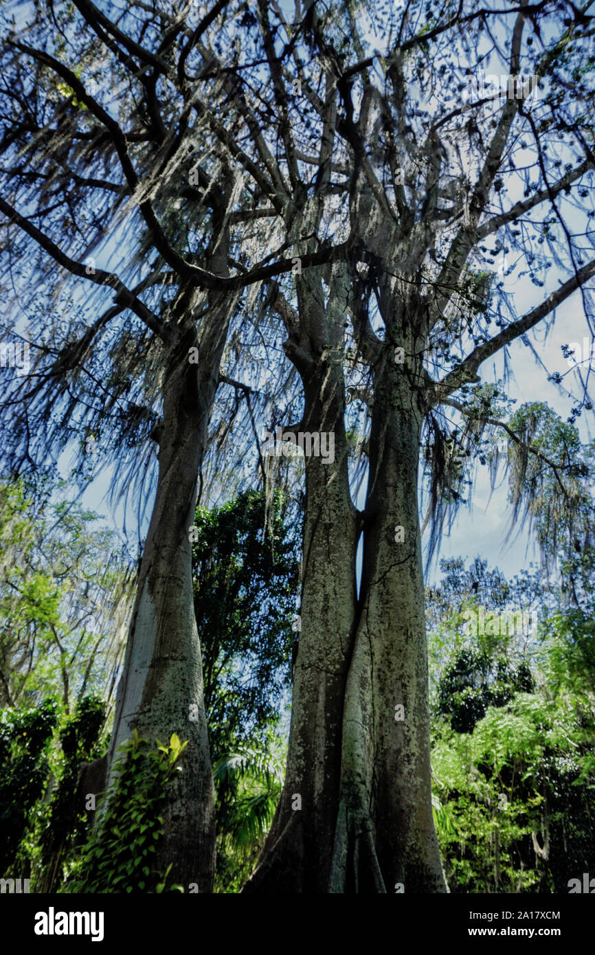 Colombia gallineral moss travel hi-res stock photography and images - Alamy