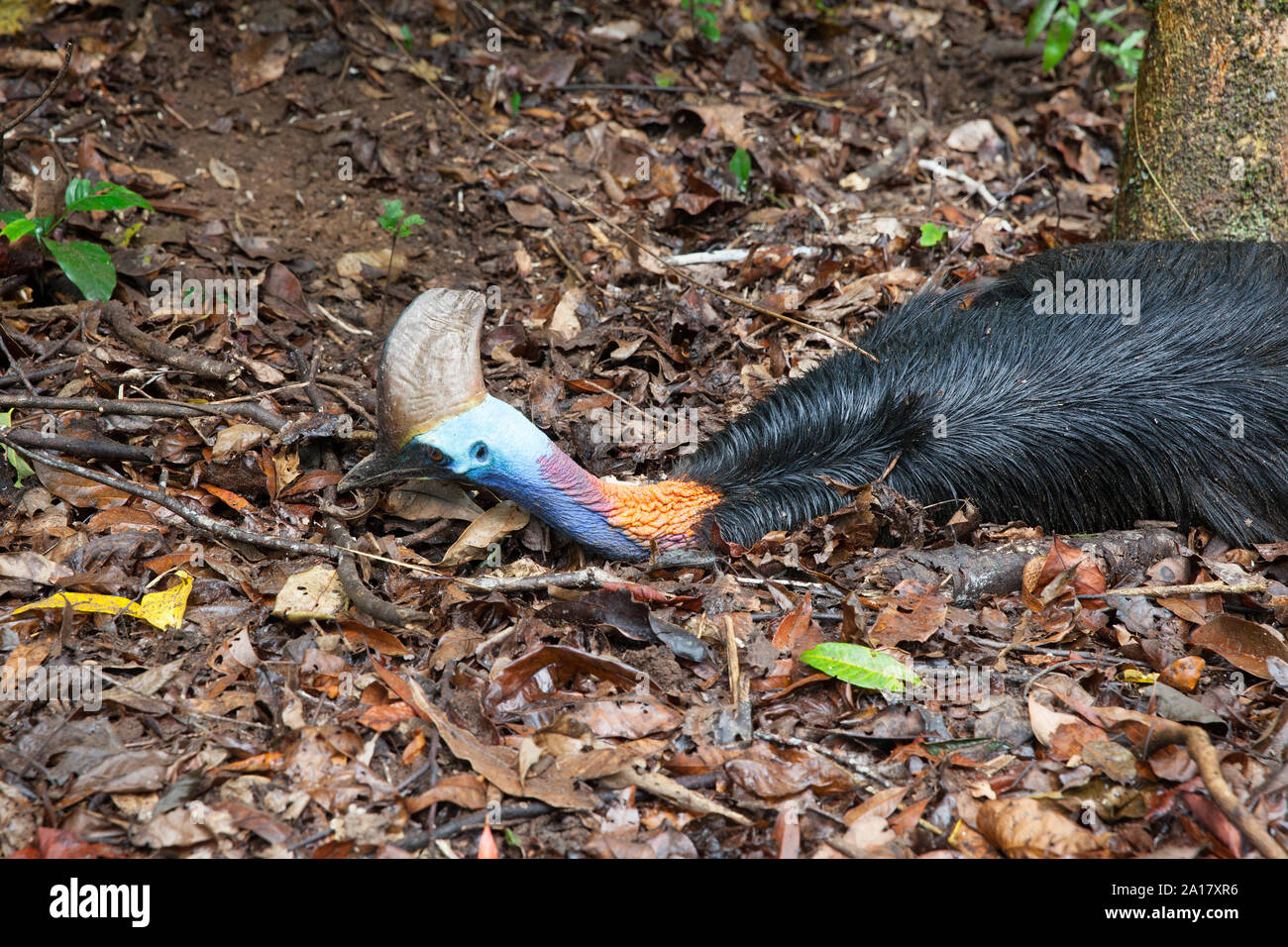 Injured Southern Cassowary (Casuarius casuarius johnsonii) hit by car ...