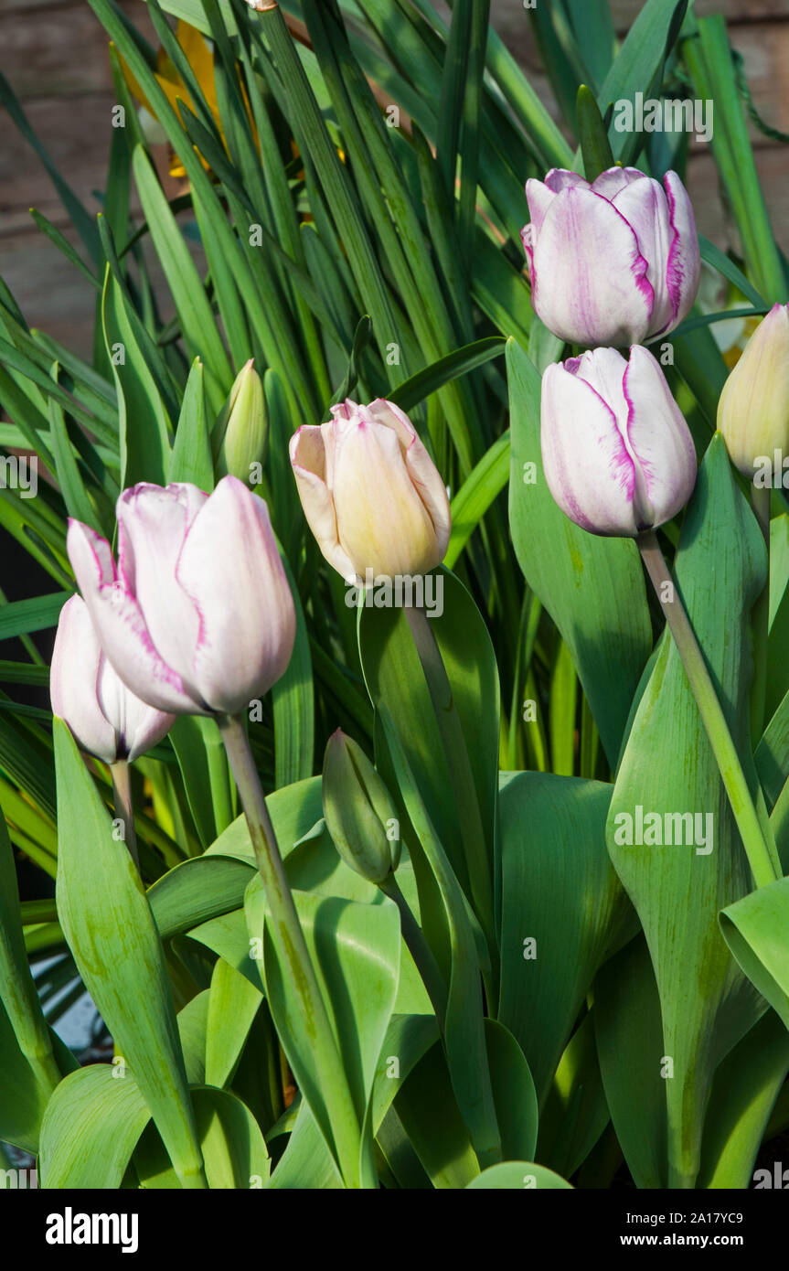 Group of tulipa Shirley a white tulip with purple edges. Bowl shaped ...