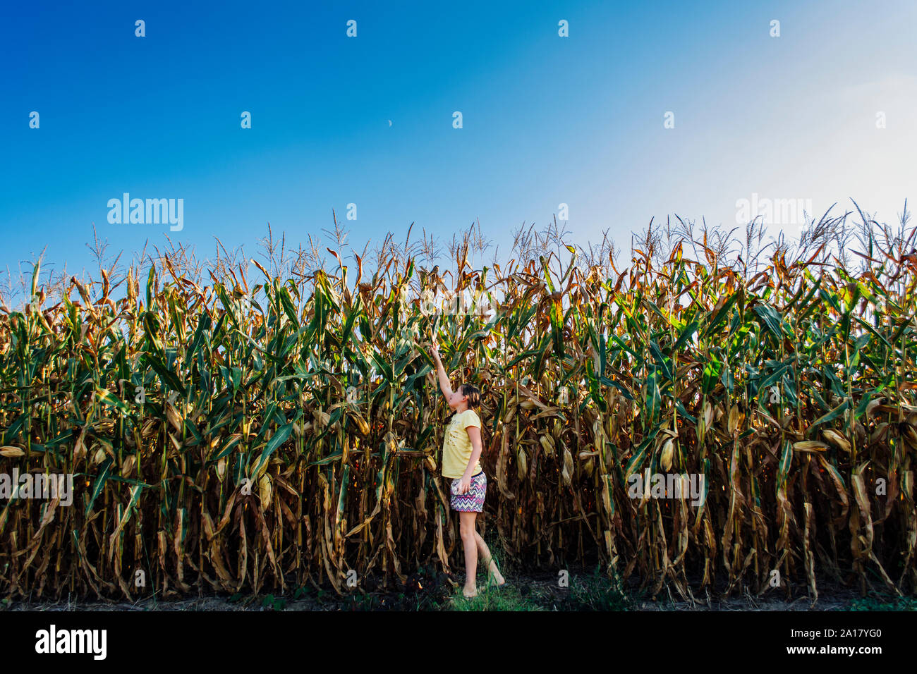 Tween Reaching for Corn in a Corn Field Stock Photo - Alamy