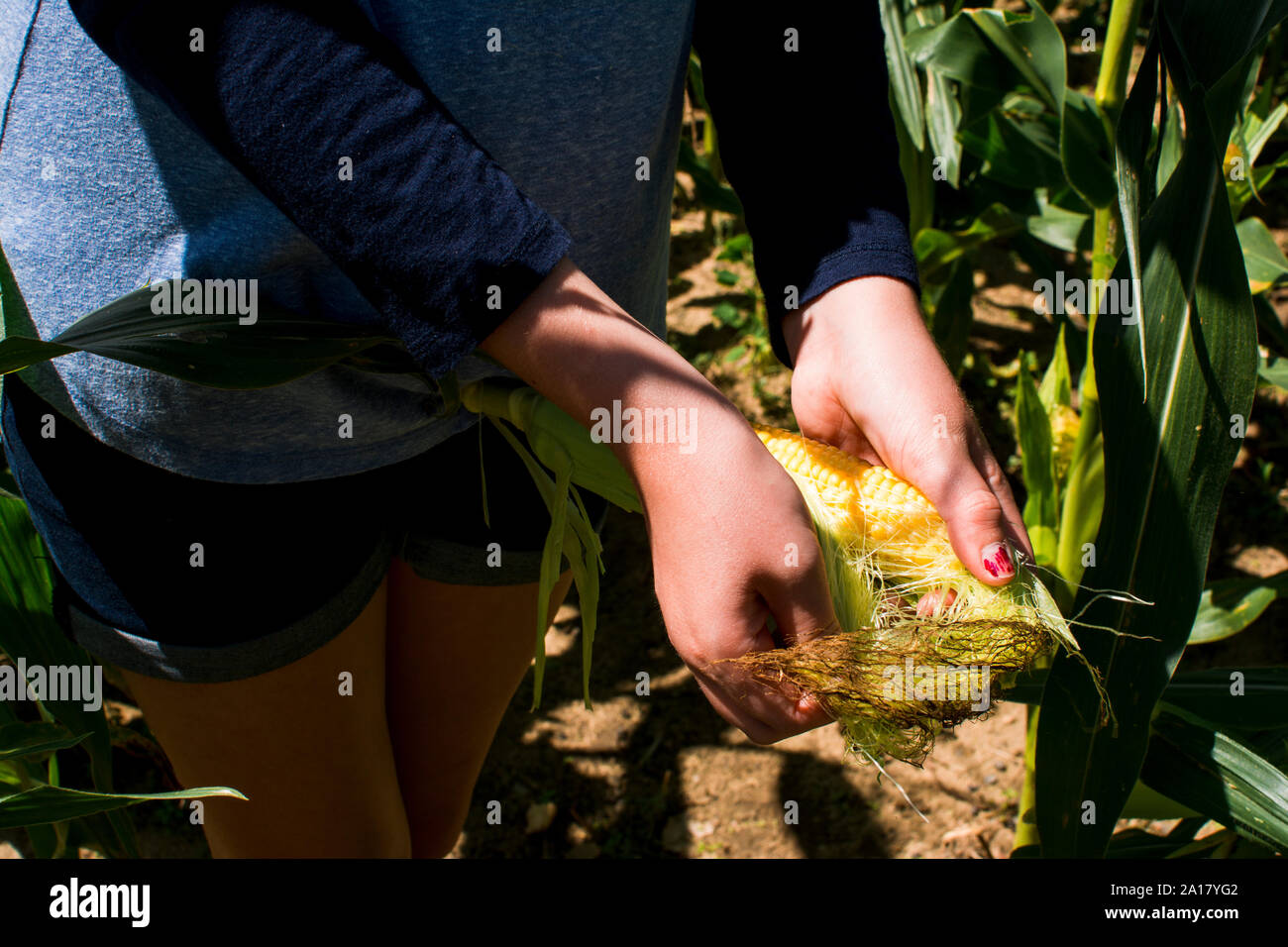 Girl Husking Sweet Corn Stock Photo - Alamy