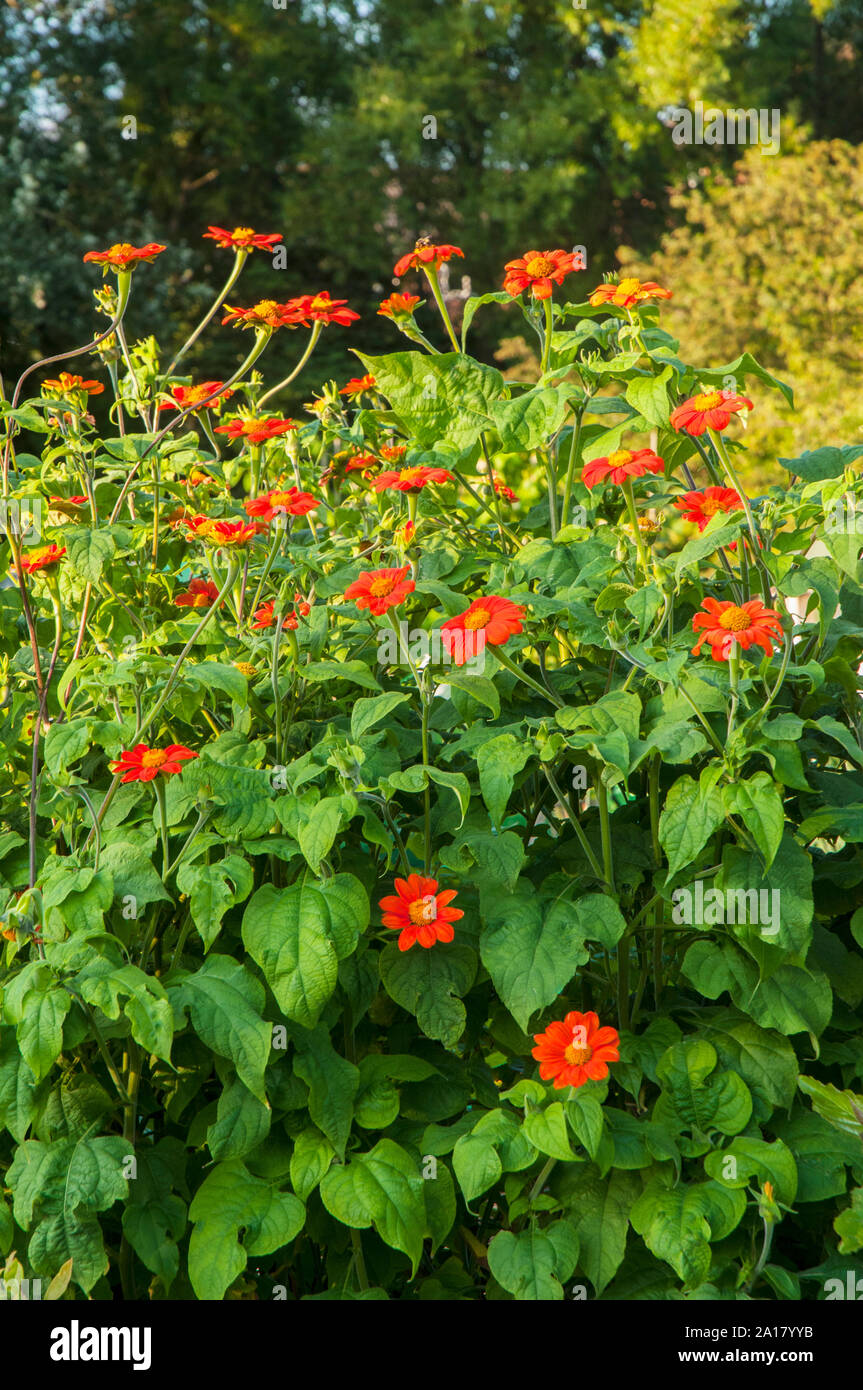 Large clump of Helenium with orange ray florets and yellow disc florets ...