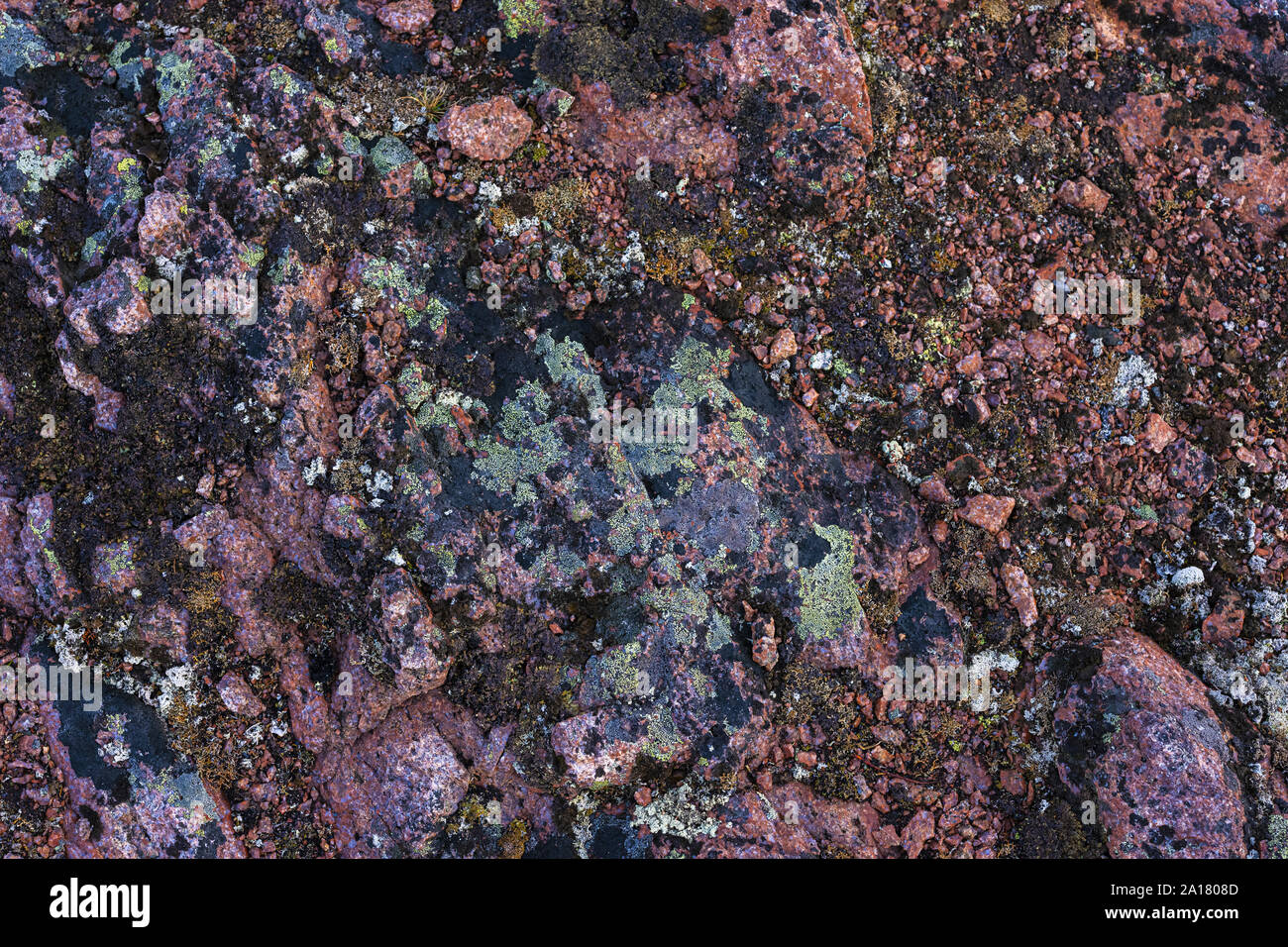 Beautiful abstract colorful texture Red moss on a stone. Bright colors ...