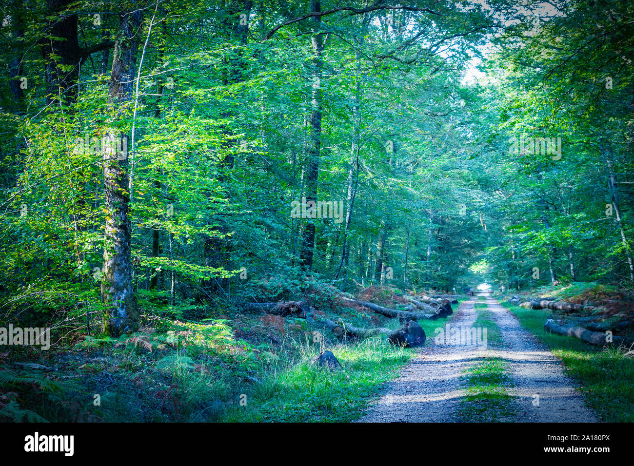 Path leading into the forest in Berry, France Stock Photo - Alamy