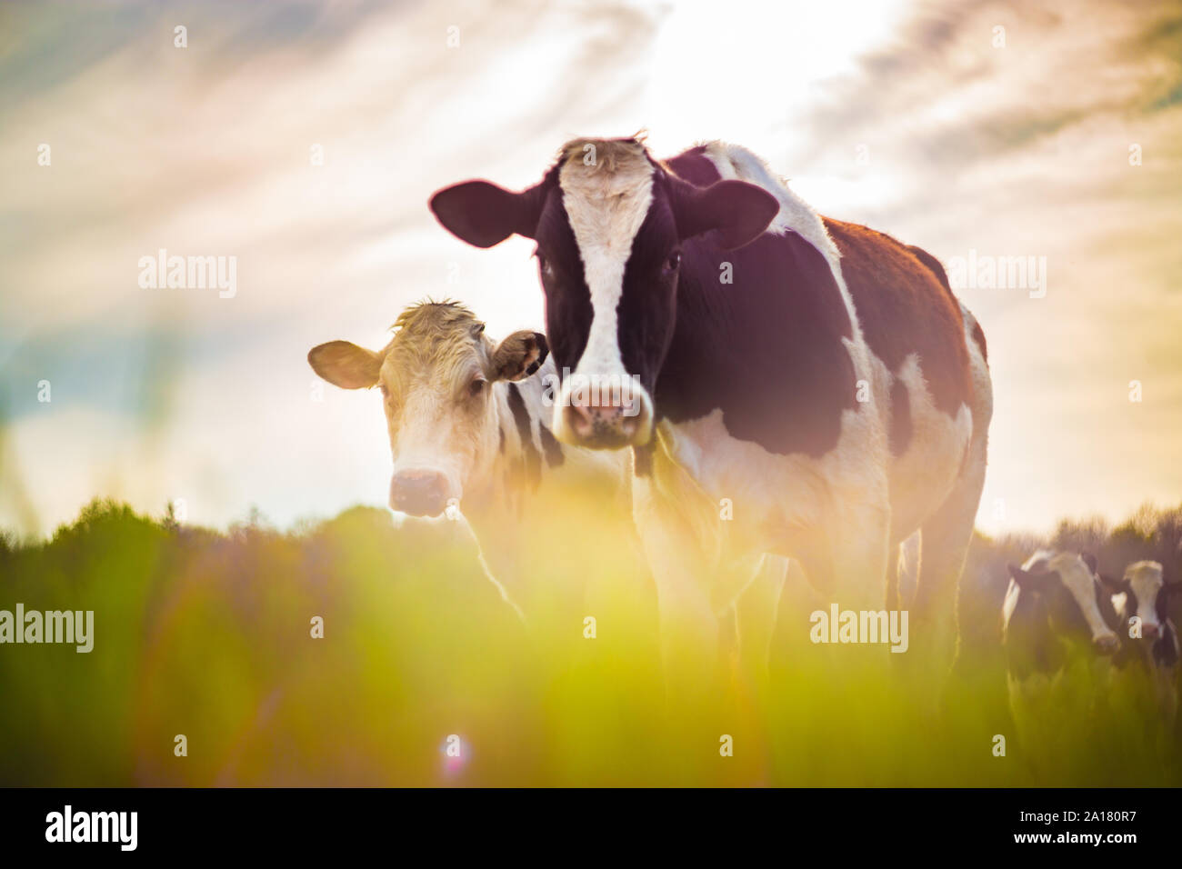 Old dairy farm hi-res stock photography and images - Alamy