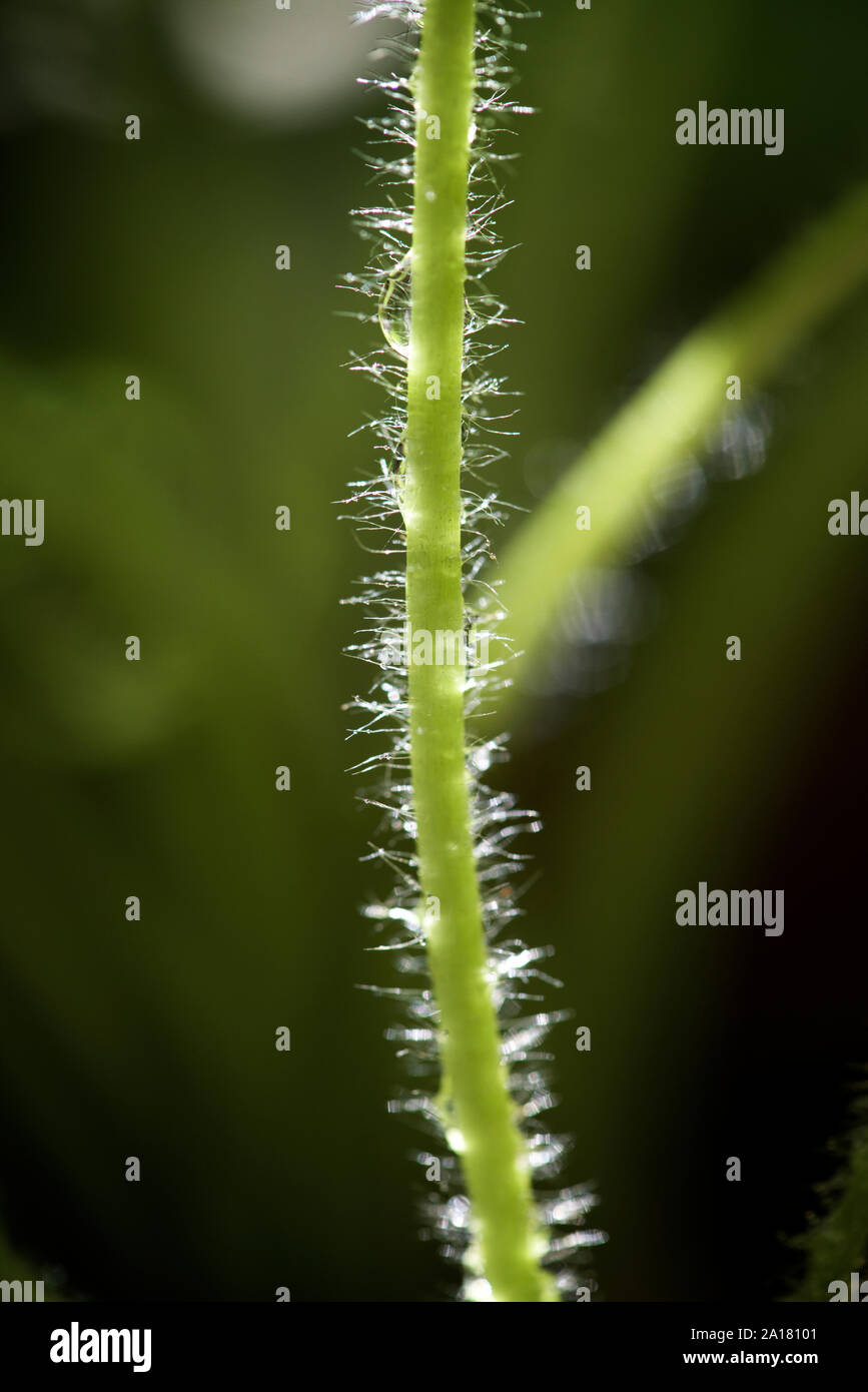 Stem in water hi-res stock photography and images - Alamy