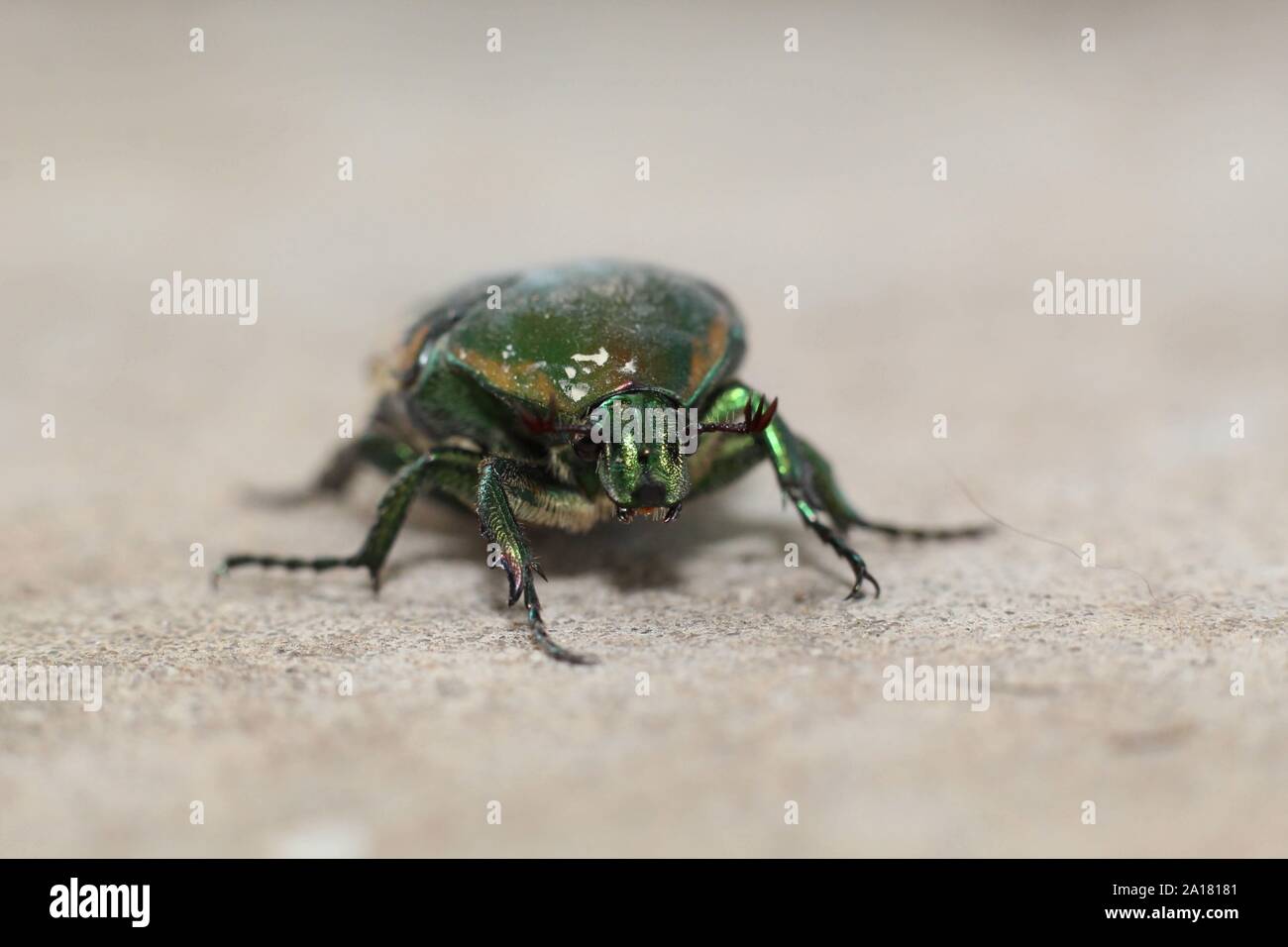 Beautiful metallic green scarab bug hi-res stock photography and images ...
