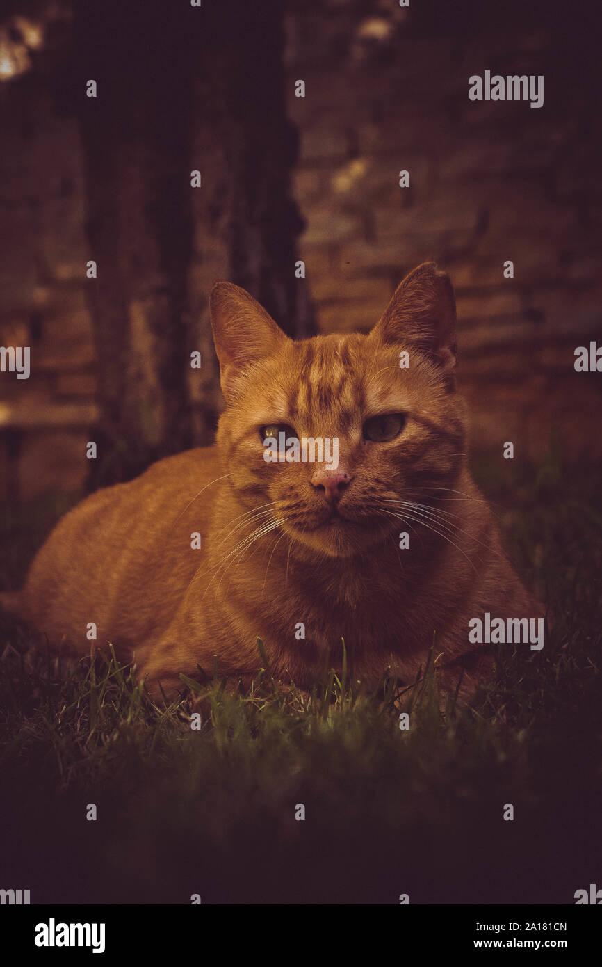 Redcat hi-res stock photography and images - Alamy