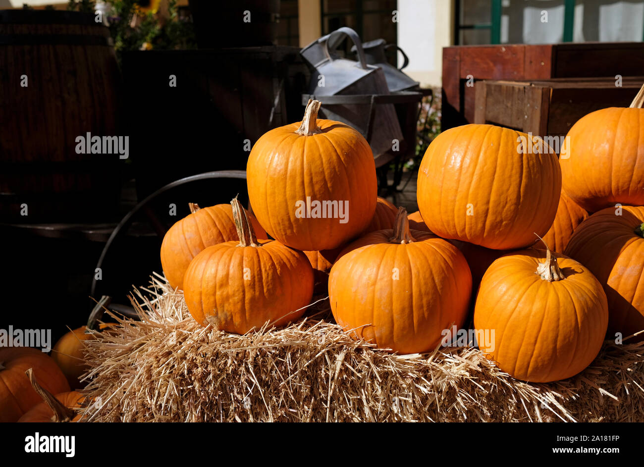 Thanksgiving and Halloween: Multiple pumpkins on and around stacks of ...