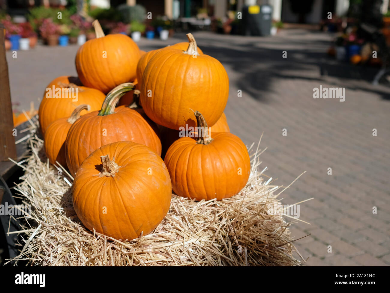 Thanksgiving and Halloween: Multiple pumpkins on and around stacks of ...