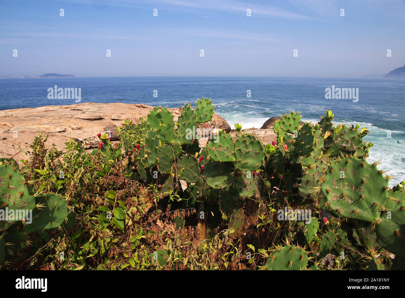 The cactus on Ipanema beach in Rio de Janeiro, Brazil Stock Photo - Alamy