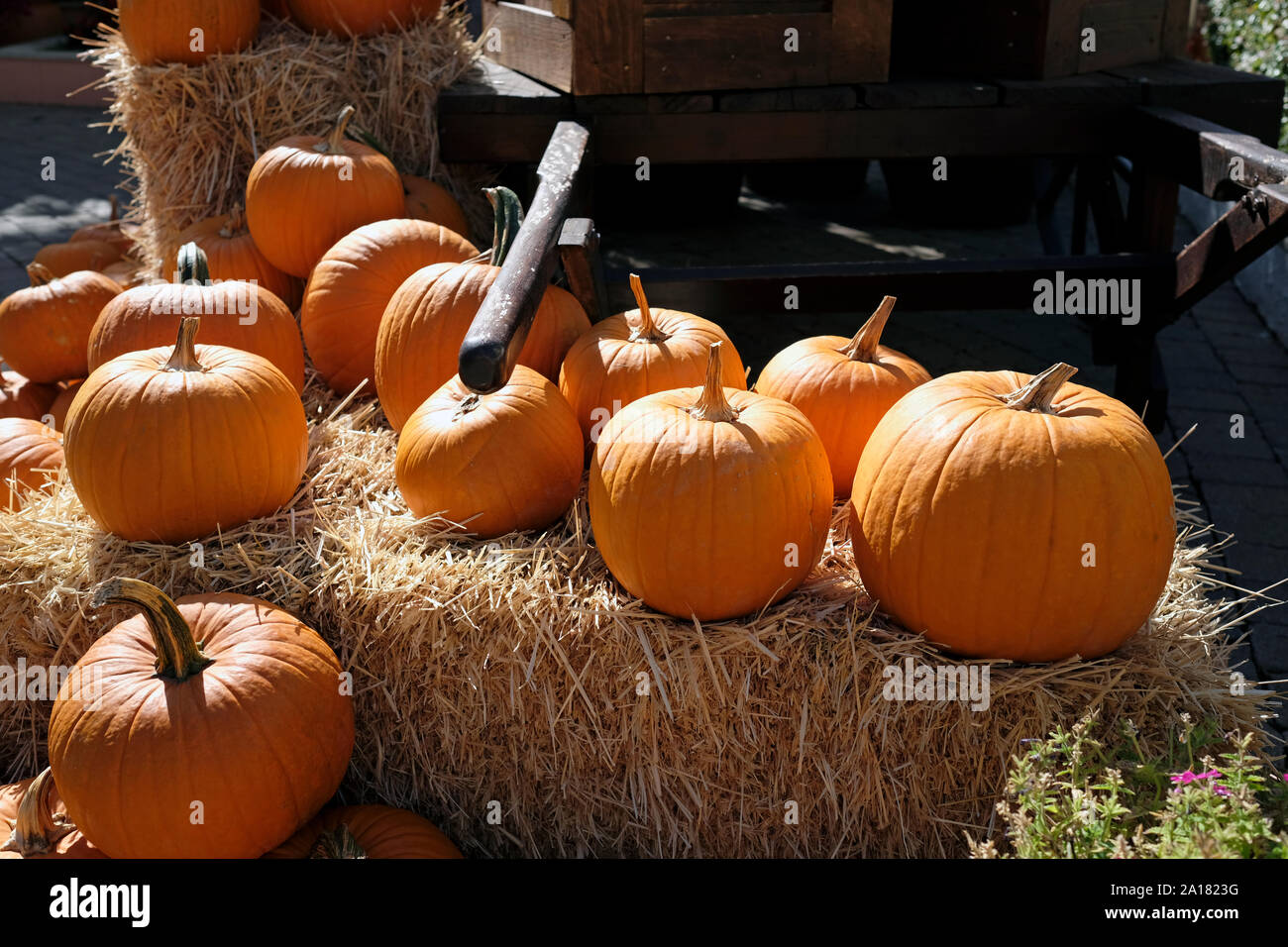 Thanksgiving and Halloween: Multiple pumpkins on and around stacks of ...