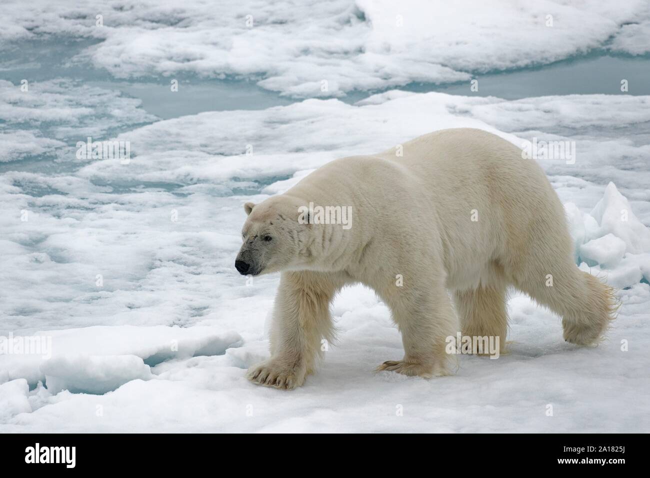 Pack ice limit hi-res stock photography and images - Alamy