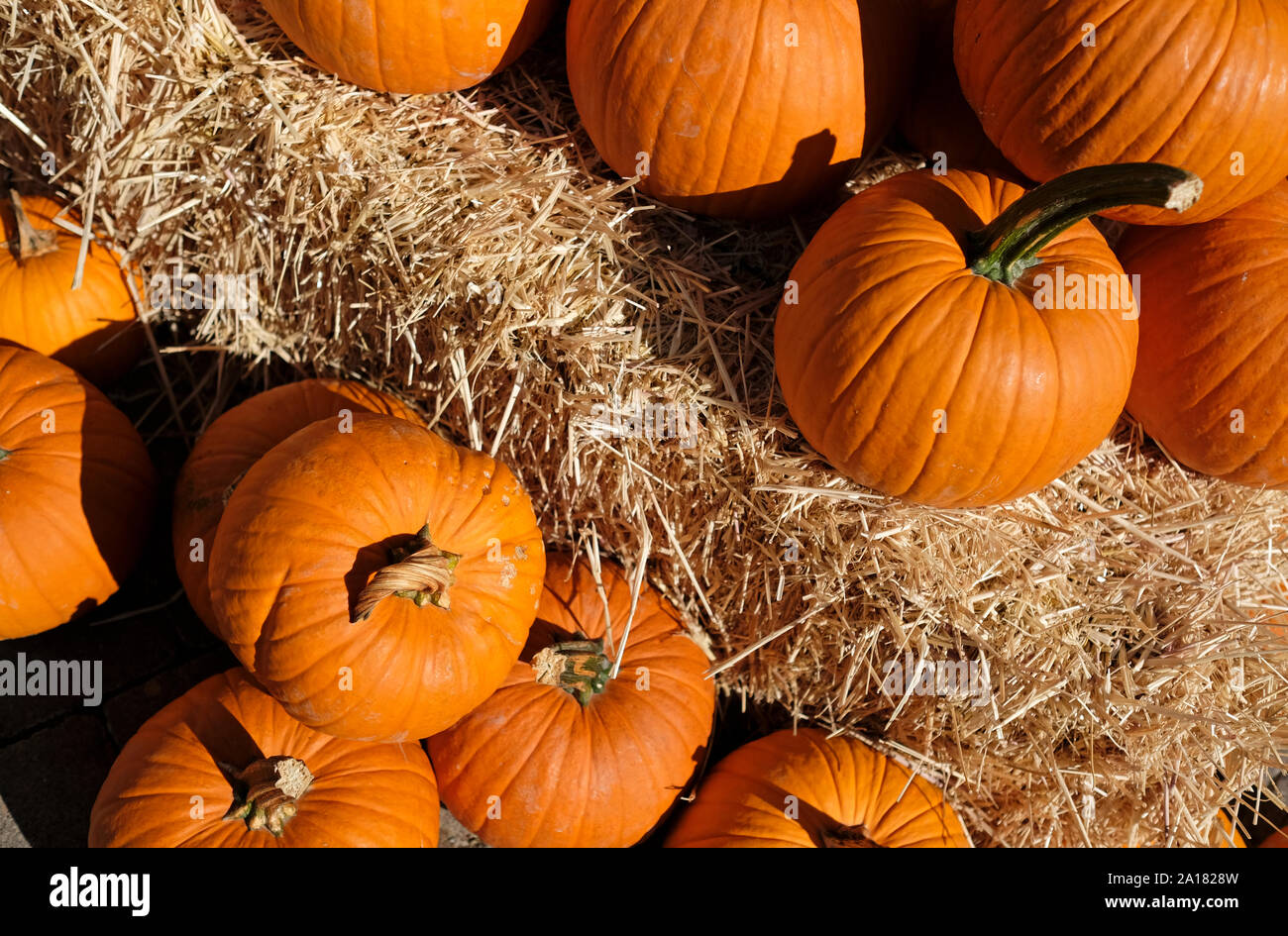 Thanksgiving and Halloween: Multiple pumpkins on and around stacks of ...