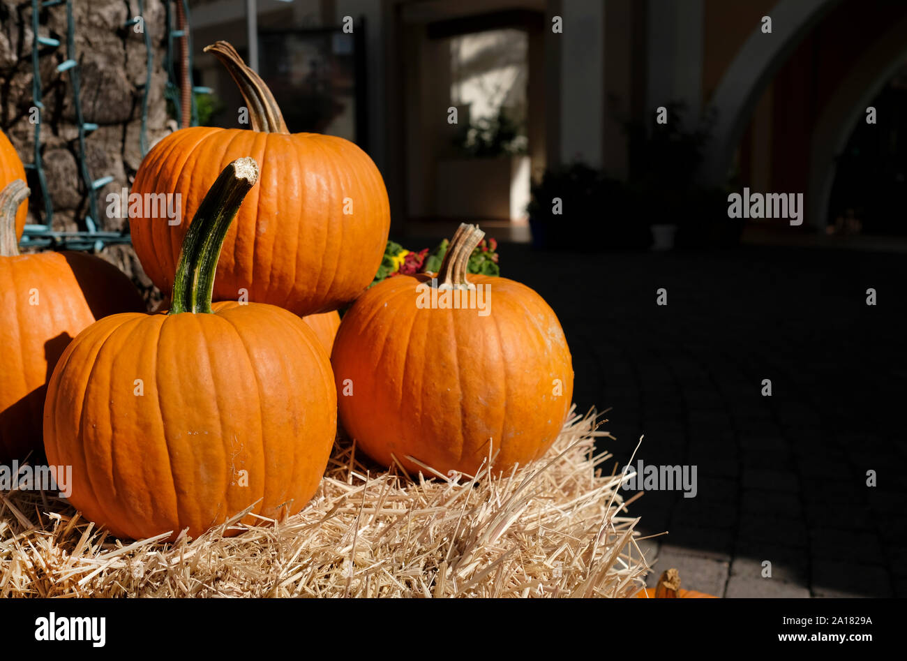 Thanksgiving and Halloween: Multiple pumpkins on and around stacks of ...