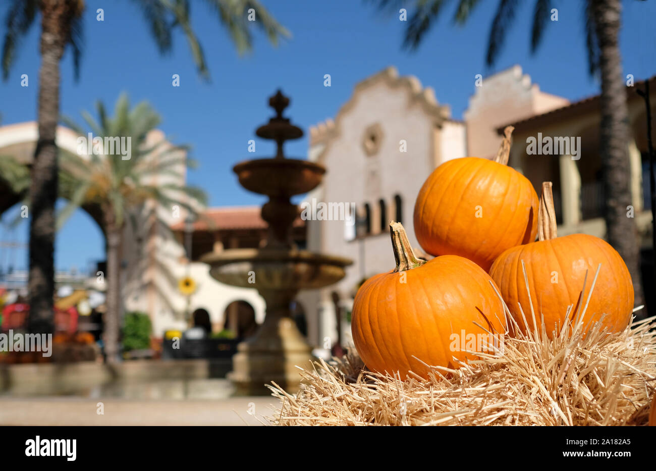Thanksgiving and Halloween: Multiple pumpkins on and around stacks of ...