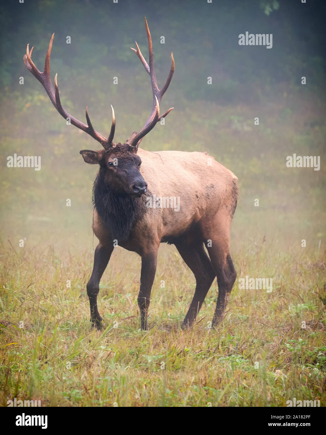 Elk in fog hi-res stock photography and images - Alamy