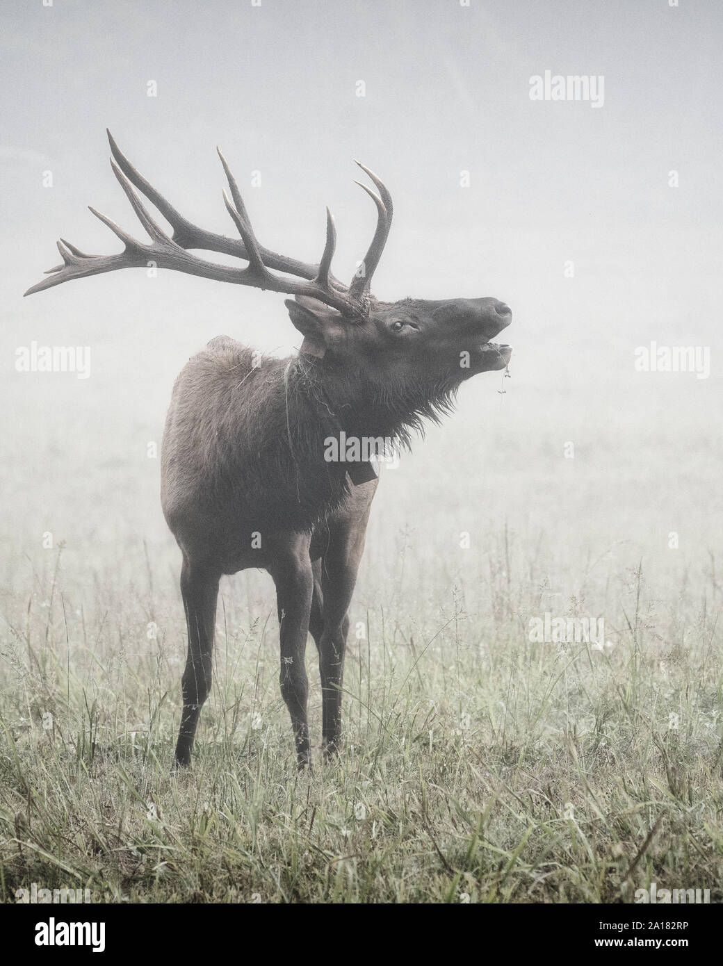 Bull Elk Bugling Stock Photo - Alamy