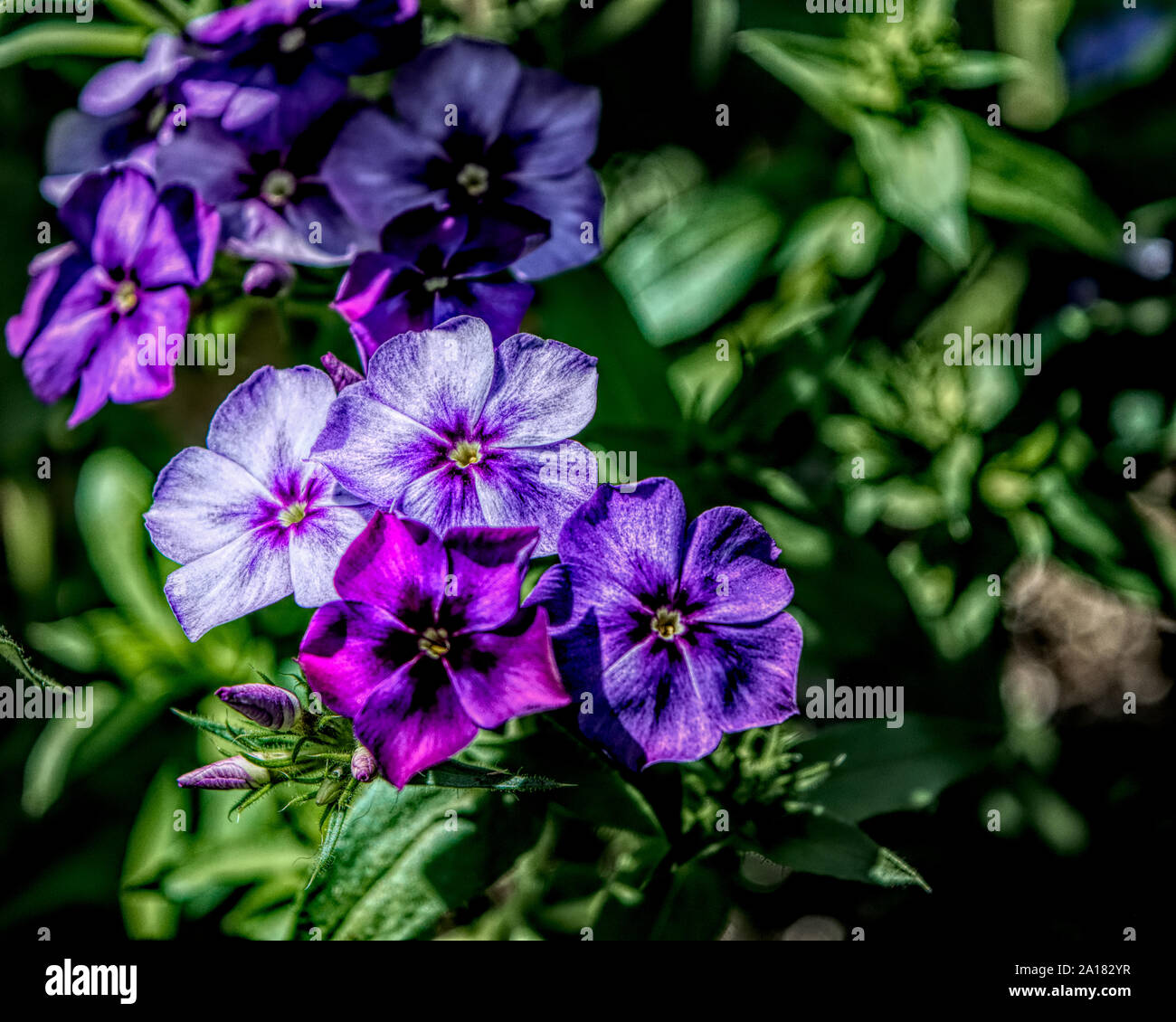 Flowers in Bloom Stock Photo - Alamy
