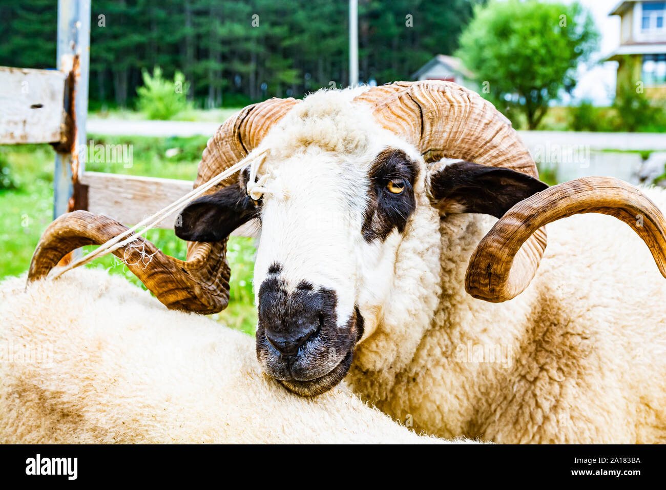 Ram with long horns in animal market in Karajukica Bunari, Serbia Stock ...