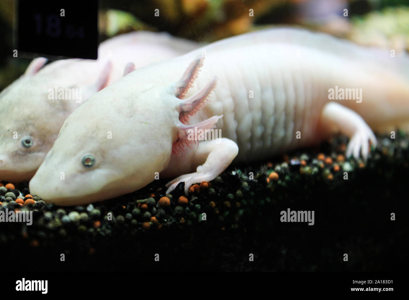 Marine background of axolotl lying on the small rocks. Sea and ocean ...