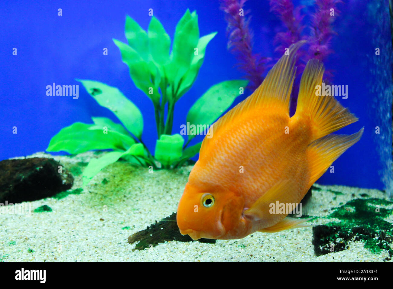Marine background with bright orange reef fish, algae and corals. Sea ...