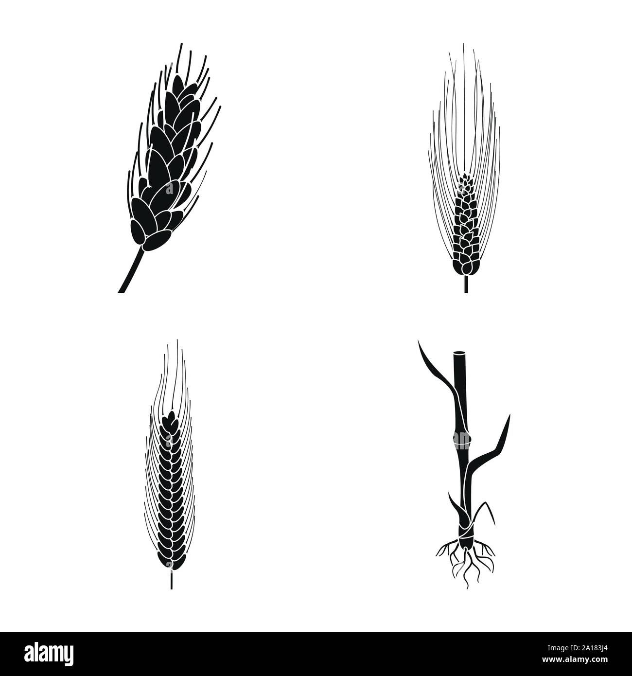 Isolated object of rye and plant icon. Collection of rye and corn stock ...