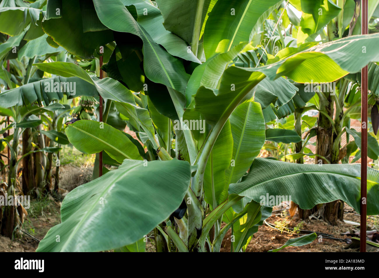 Banana garden, banana plantation, leaves of a banana tree close up ...