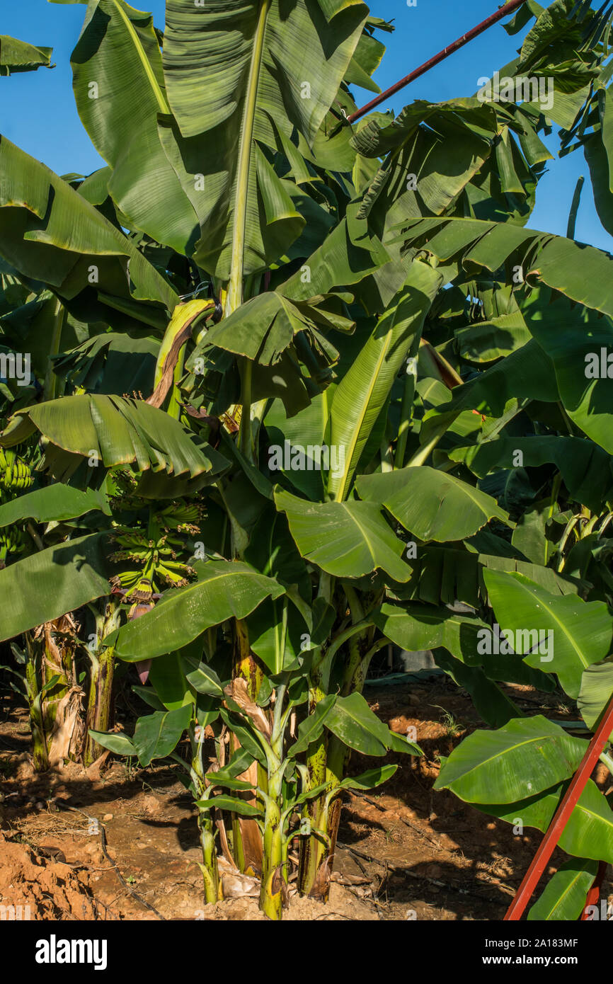 Banana garden, banana plantation, leaves of a banana tree close up ...