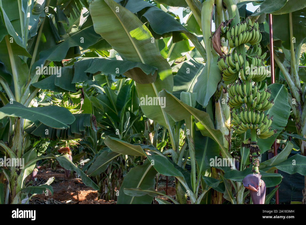 Banana garden, banana plantation, leaves of a banana tree close up ...