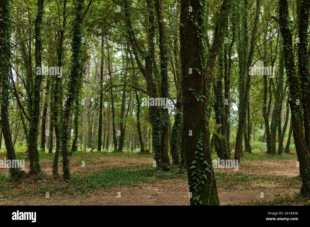 Pine wood forest portugal hi-res stock photography and images - Alamy